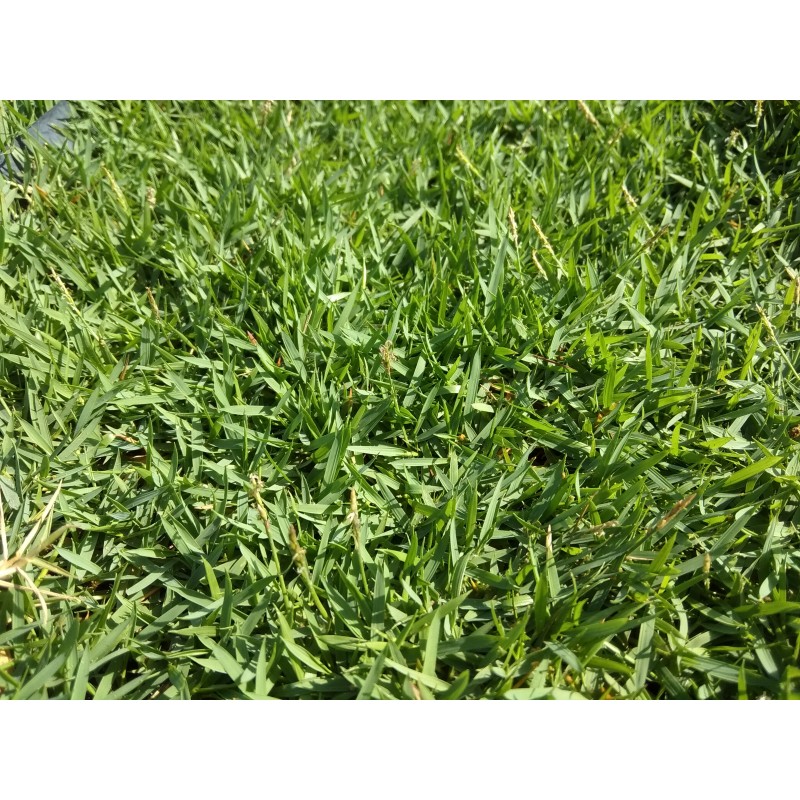 Cow Grass Supplier In Selangor